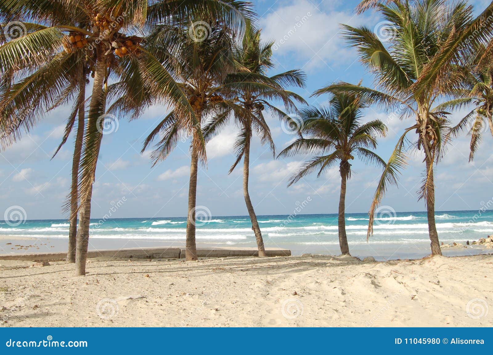 Playa - View from a Havana Beach Stock Photo - Image of cuba, palm ...