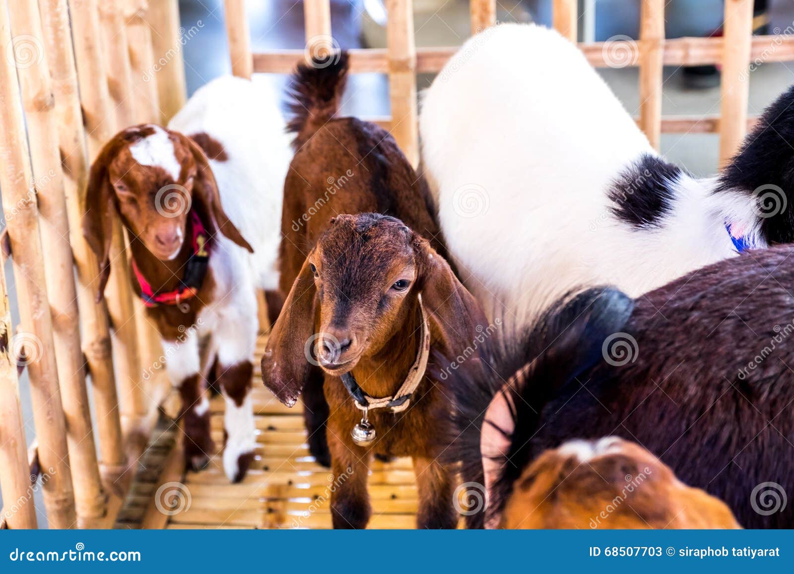 Playful Baby Goat on a Farm Stock Image - Image of grass, agriculture ...