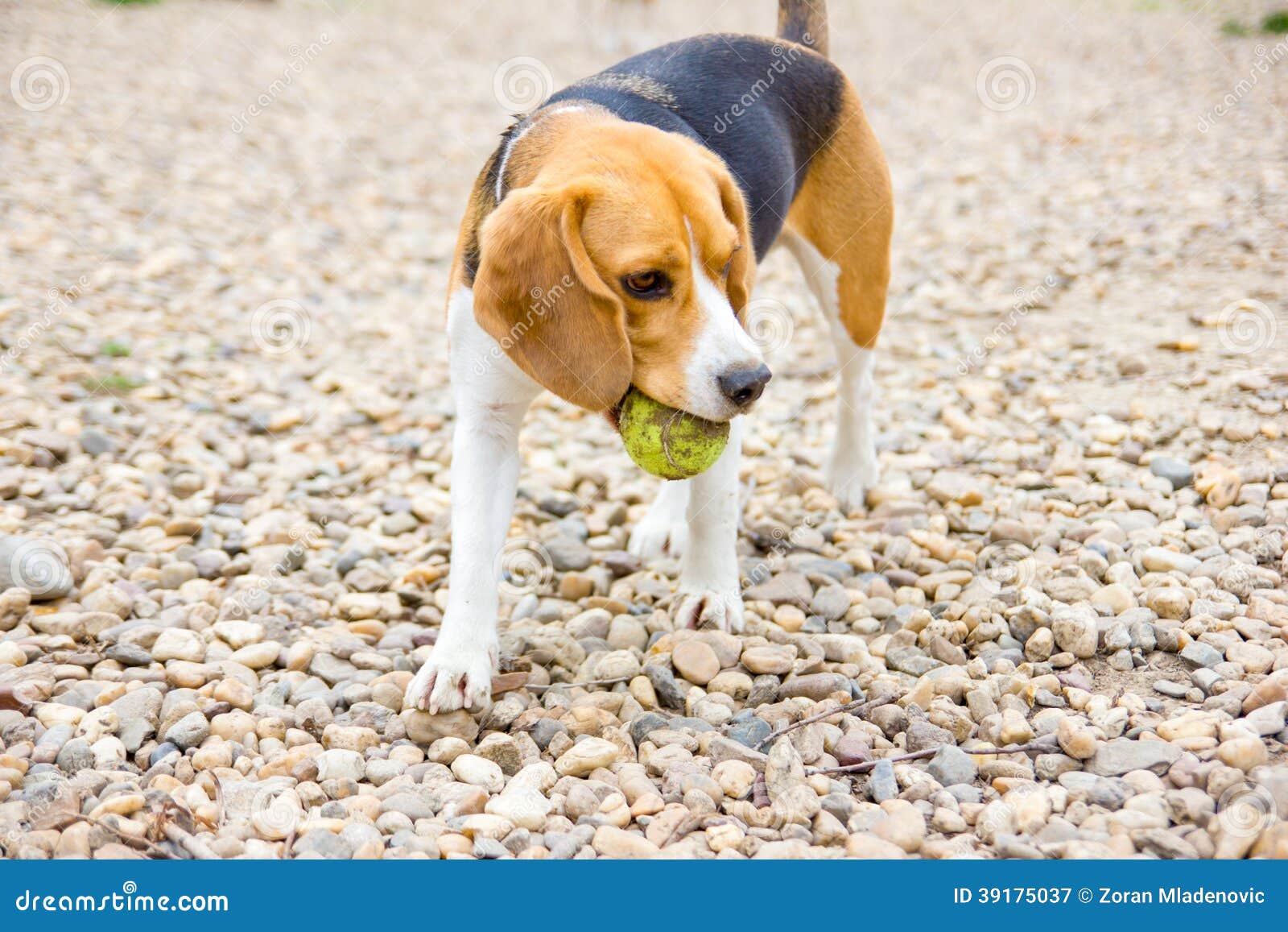 Playful Beagle Catching a Ball Stock Image - Image of faithful ...