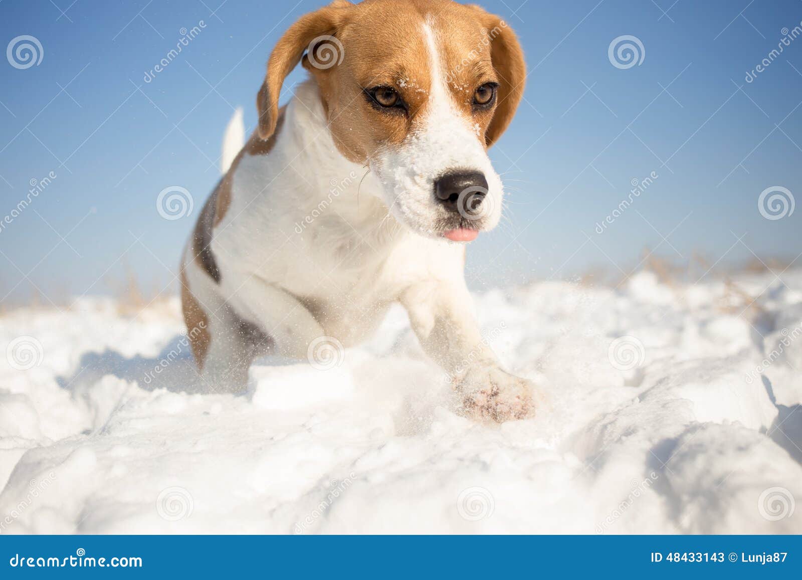 Playful Beagle dog stock image. Image of coming, energy - 48433143