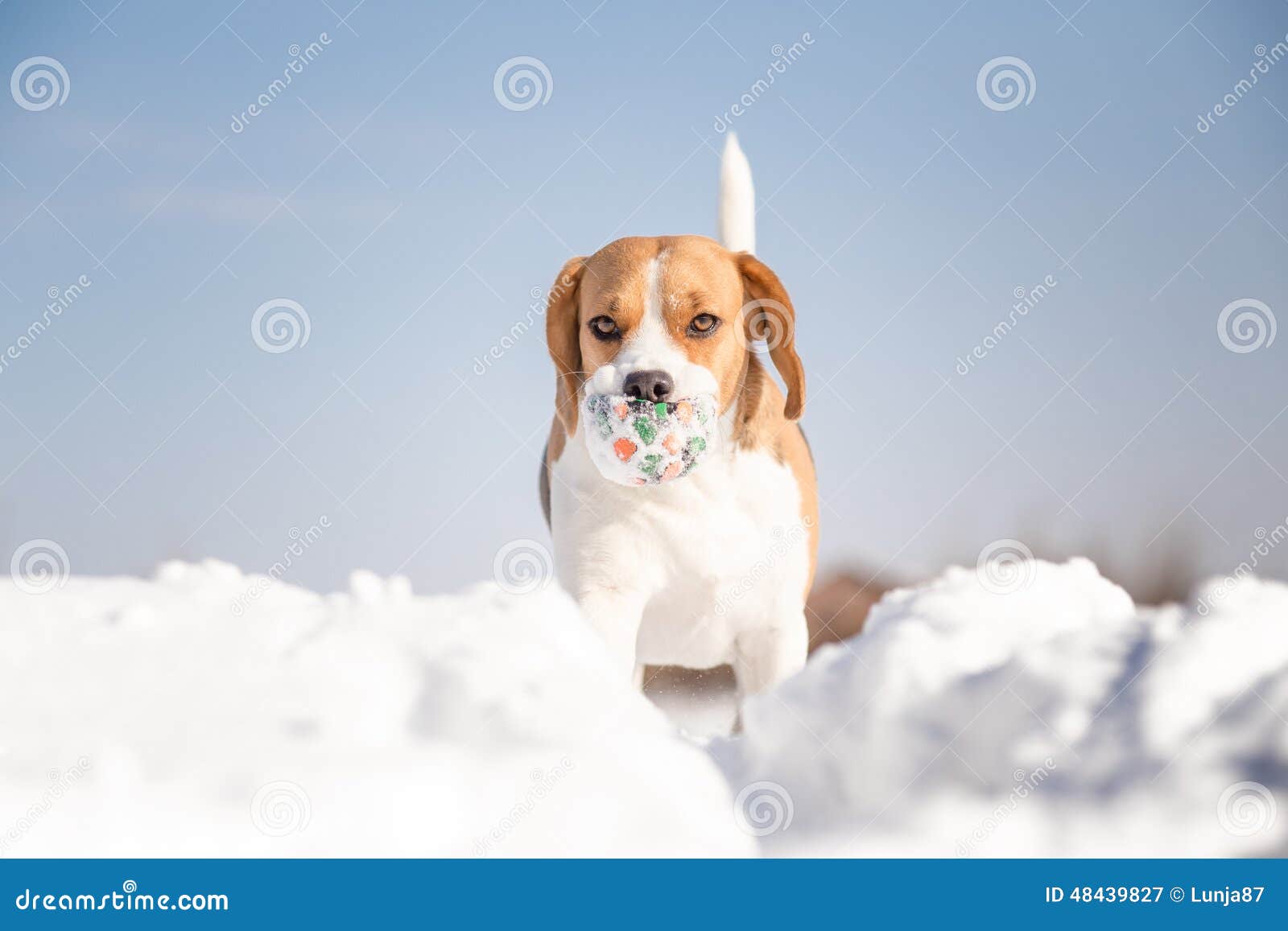 Playful beagle dog stock image. Image of brown, active - 48439827