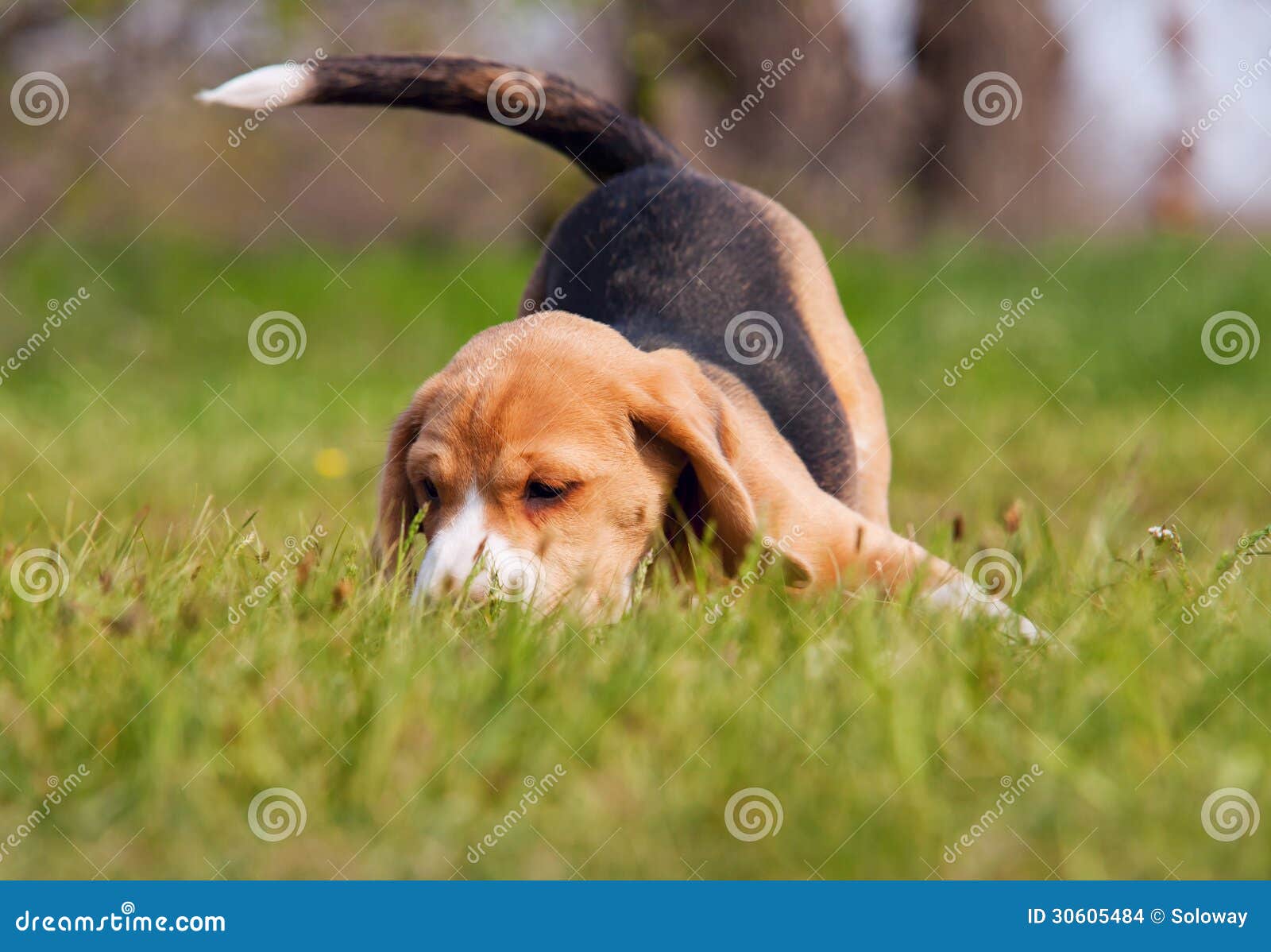 Playful Beagle Puppy in Grass Stock Photo - Image of canine, park: 30605484