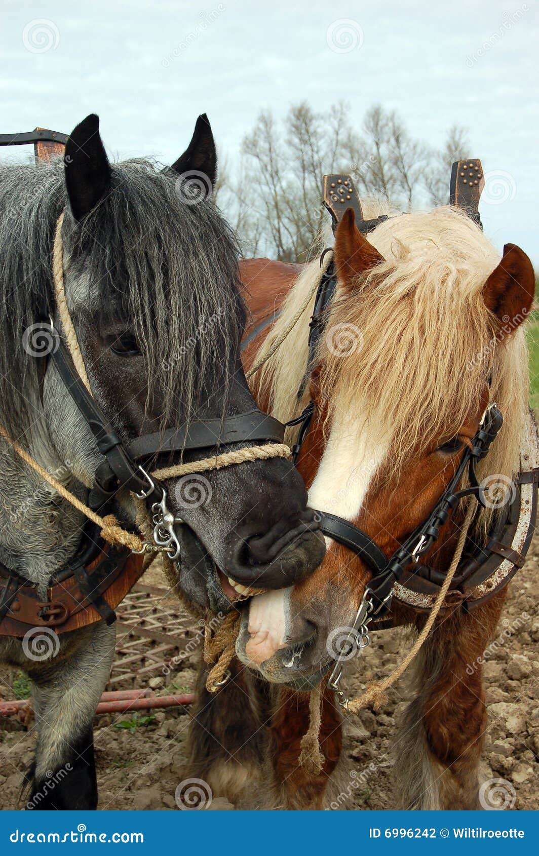 Playful biting horse stock photo. Image of crackers, field - 6996242