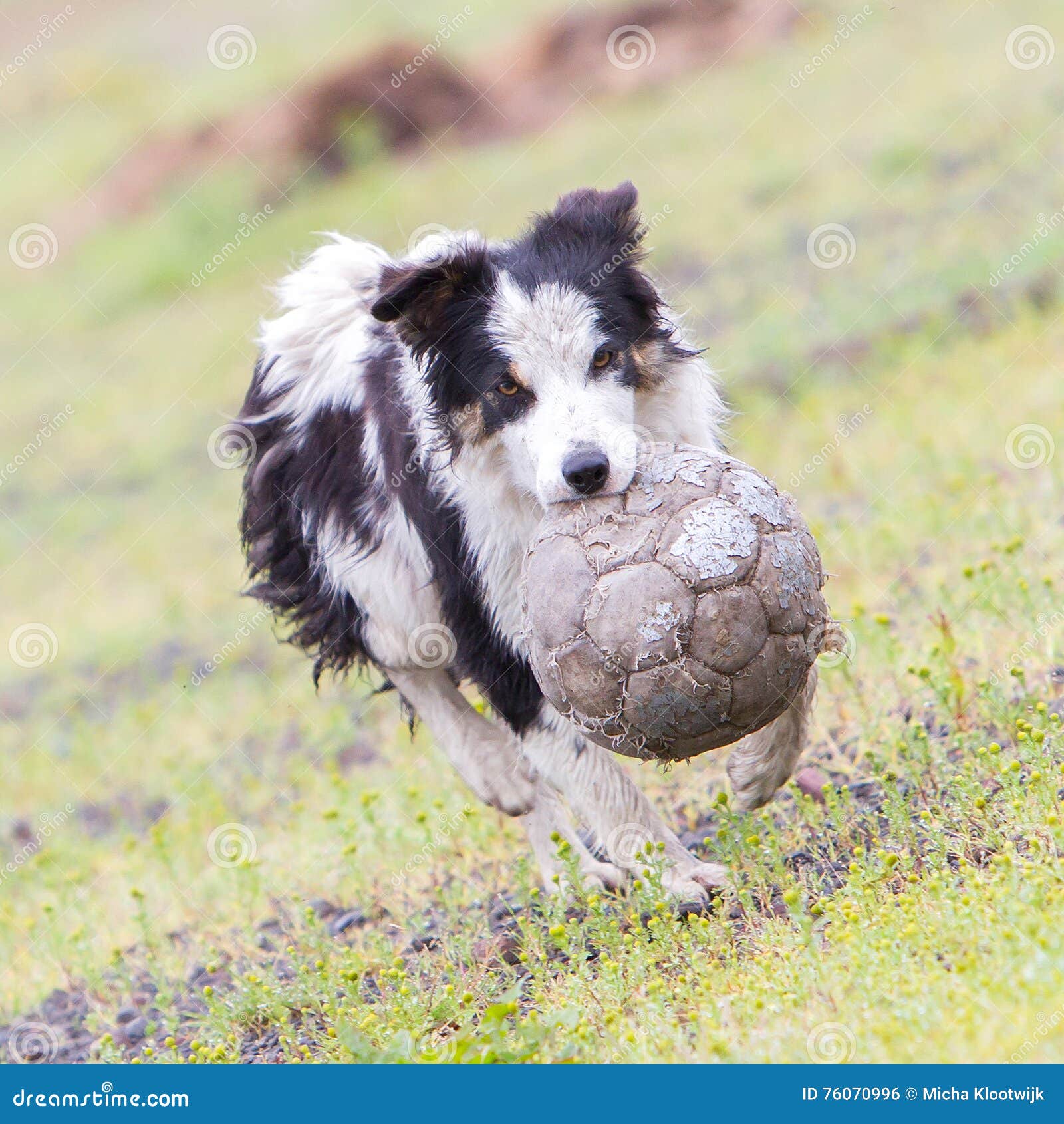 Playful Border collie stock photo. Image of flower, outside - 76070996