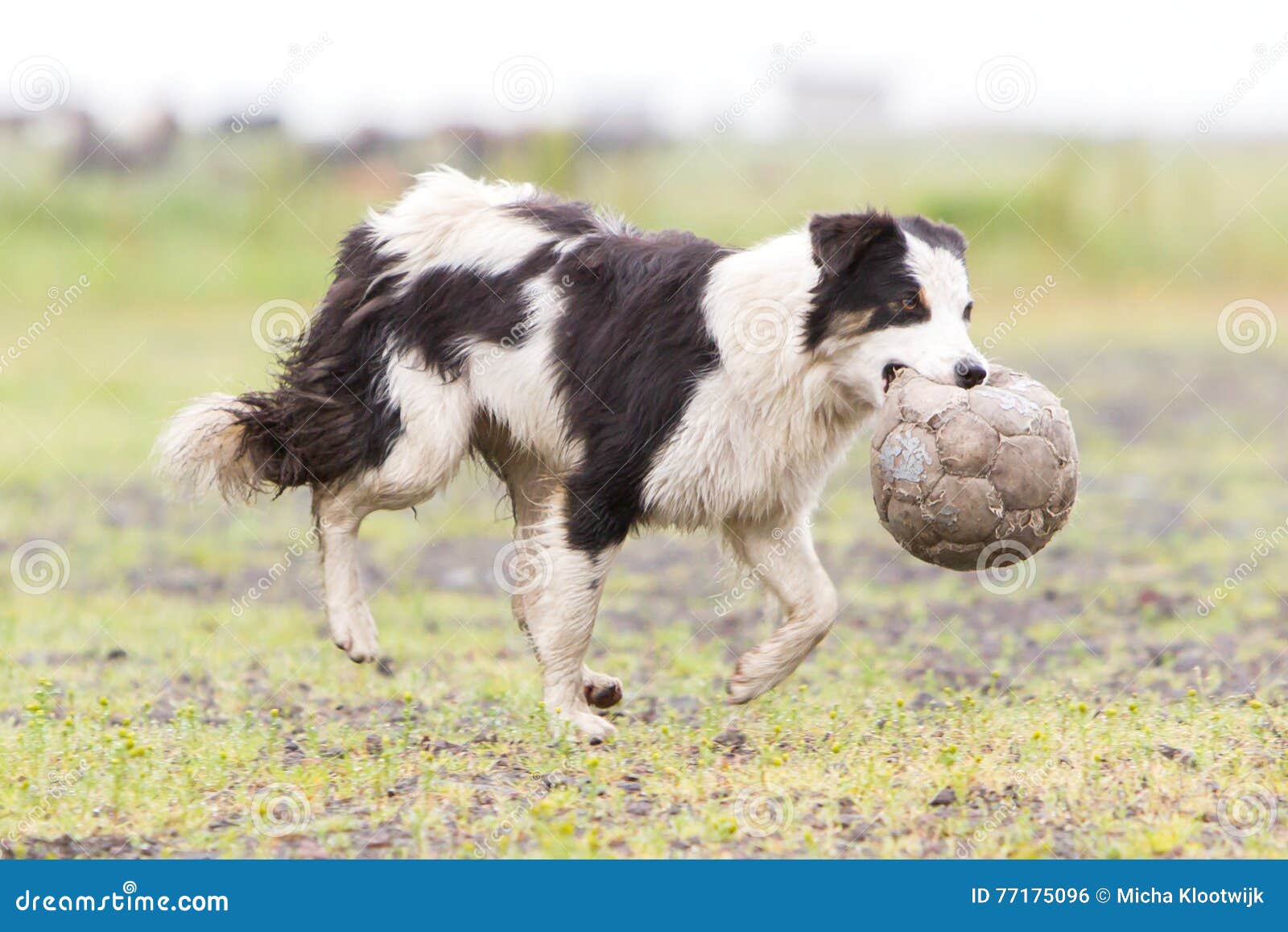 Playful Border collie stock photo. Image of outside, happy - 77175096