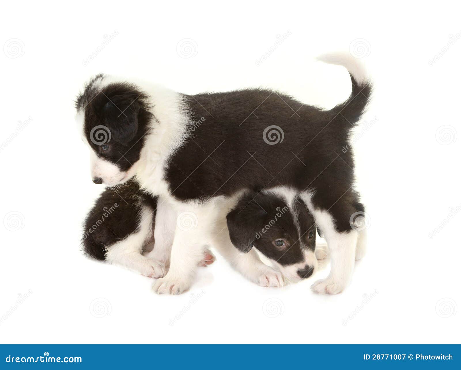 Playful Border Collie Puppies Stock Image - Image of animal, cute: 28771007