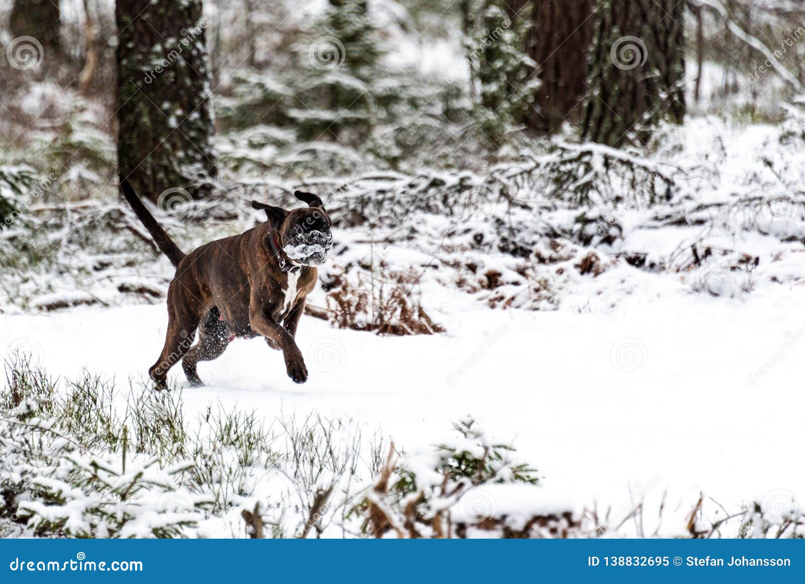 Playful Boxer stock image. Image of boxer, forest, mammal - 138832695