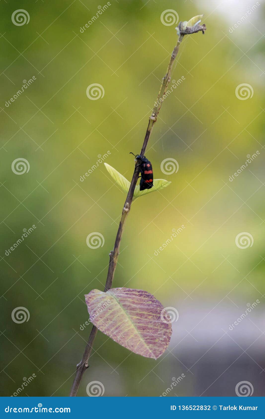 The Playful Bug on a Tree Branch Stock Photo - Image of hycleus ...
