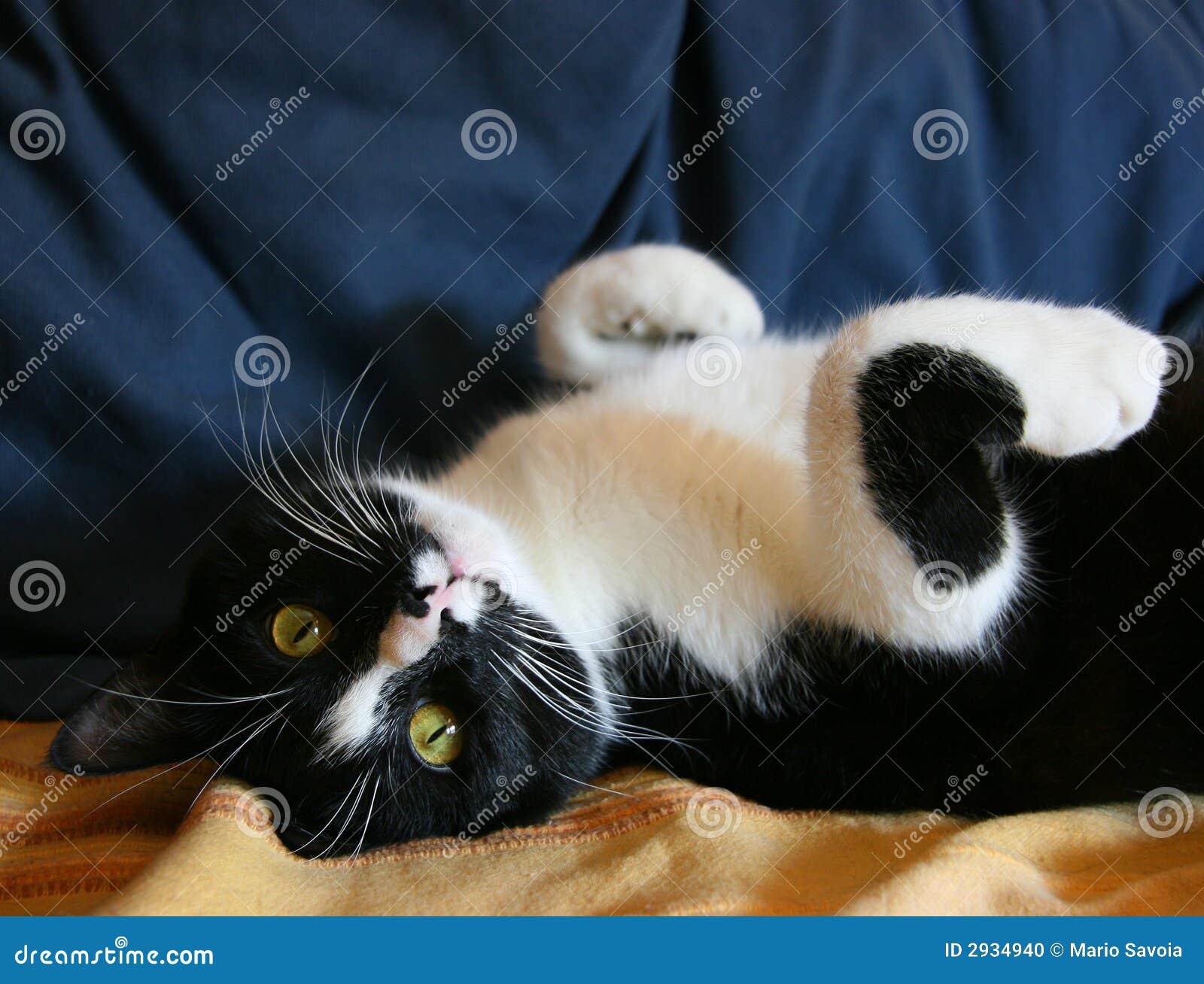 Playful cat stock photo. Image of defenceless, home, upside - 2934940