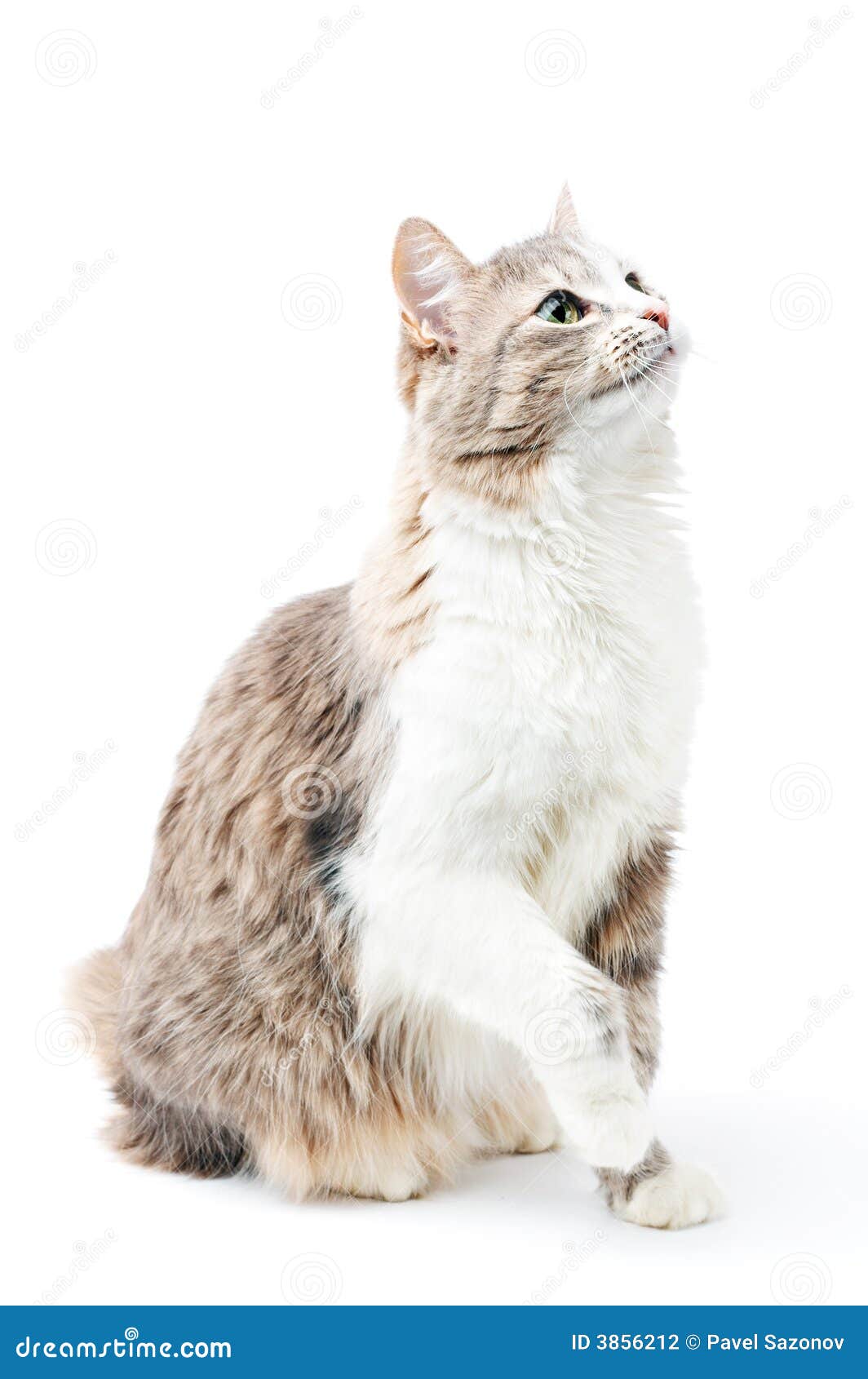 Playful cat stock photo. Image of brightly, downy, hunt - 3856212 Playful cat stock photo. Image of brightly, downy, hunt - 3856212