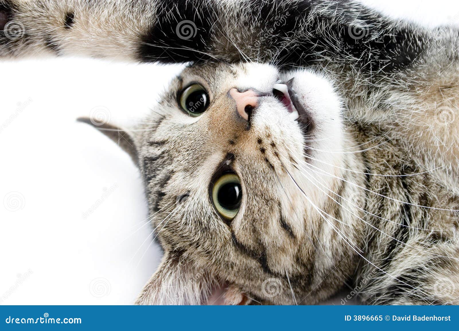 Playful cat stock image. Image of domestic, amuse, eyes - 3896665