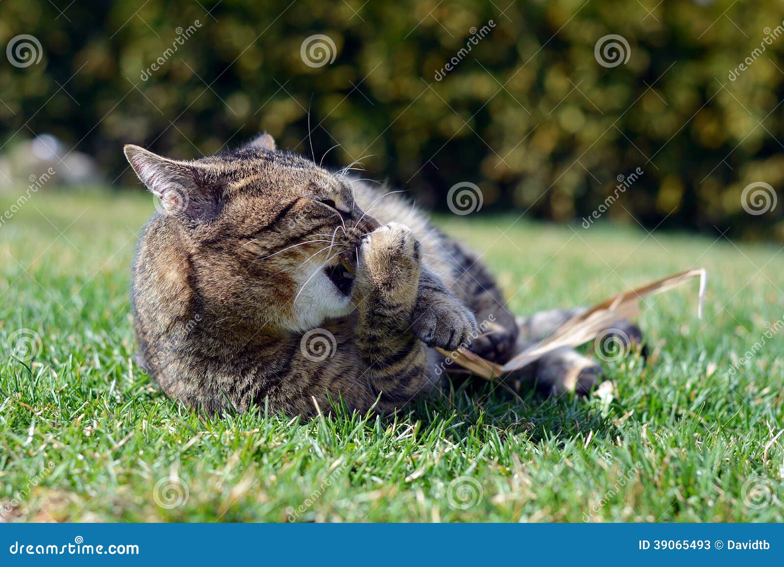Playful cat stock image. Image of expression, happy, color - 39065493