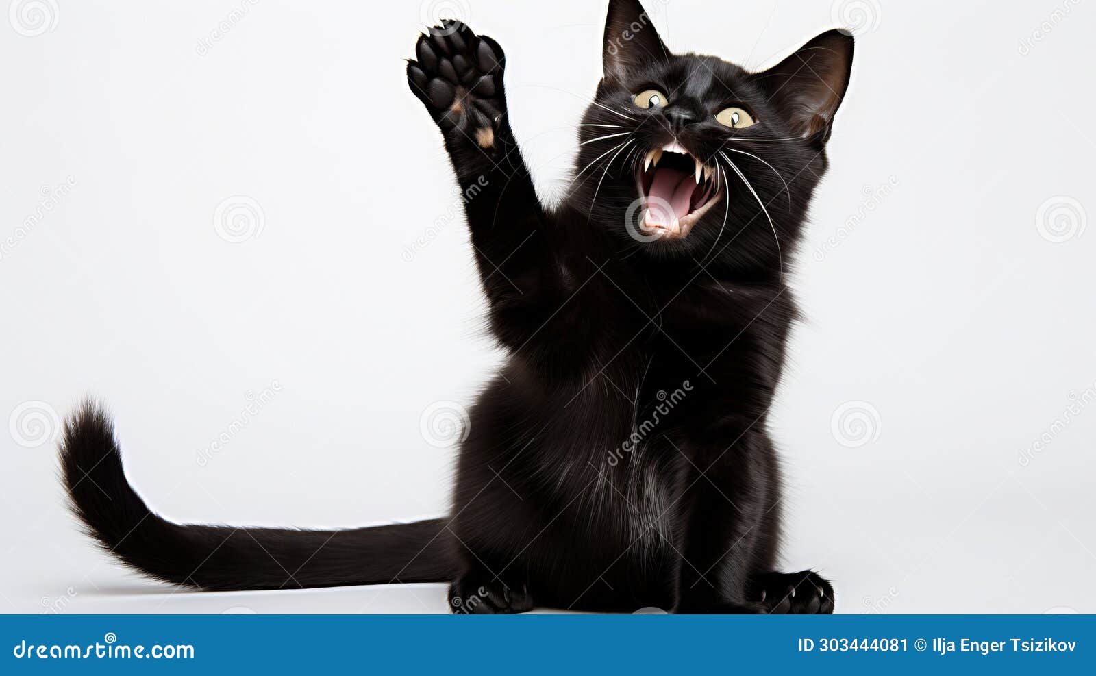 Playful Cat Giving High Five with Isolated White Background and Copy ...