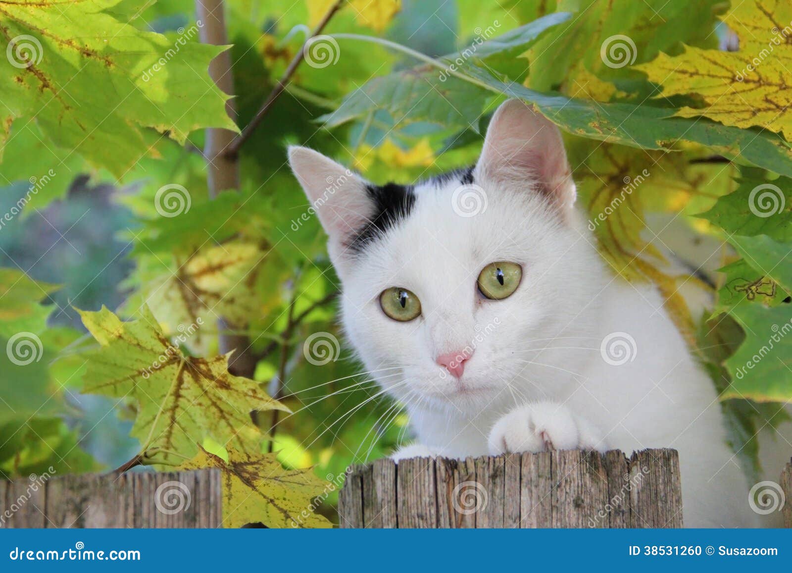 Playful Cat in the Maple Tree Stock Photo - Image of leaves, nature ...