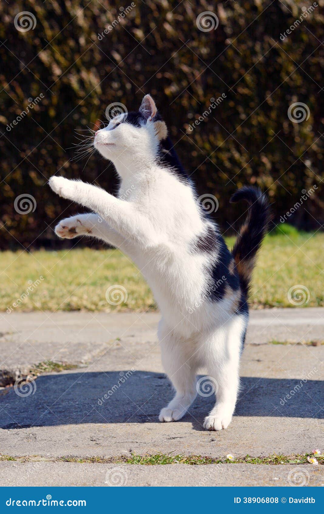 Playful Cat Playing and Jumping Stock Photo - Image of play, garden ...