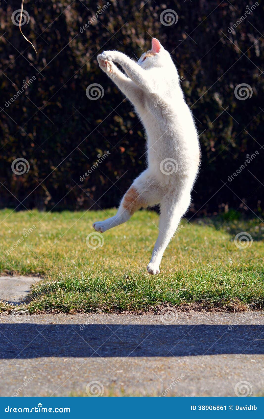 Playful Cat Playing and Jumping Stock Image - Image of curious, motion ...