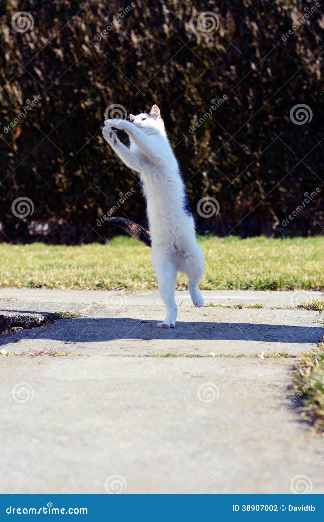 Playful Cat Playing and Jumping Stock Photo - Image of hair, horizontal ...