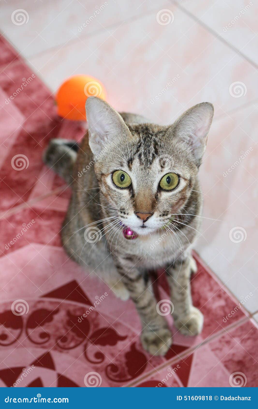 A Playful Cat Staring the Camera Stock Photo - Image of eyes, kitten ...
