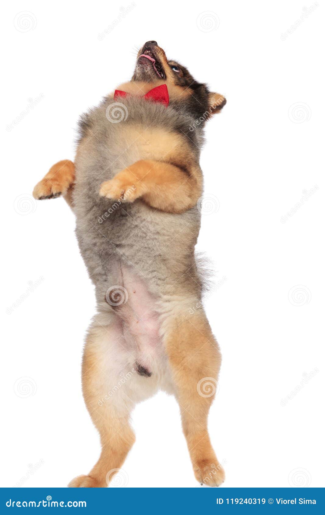 Pomeranian Classy Stock Photos - Free & Royalty-Free Stock Photos from ...