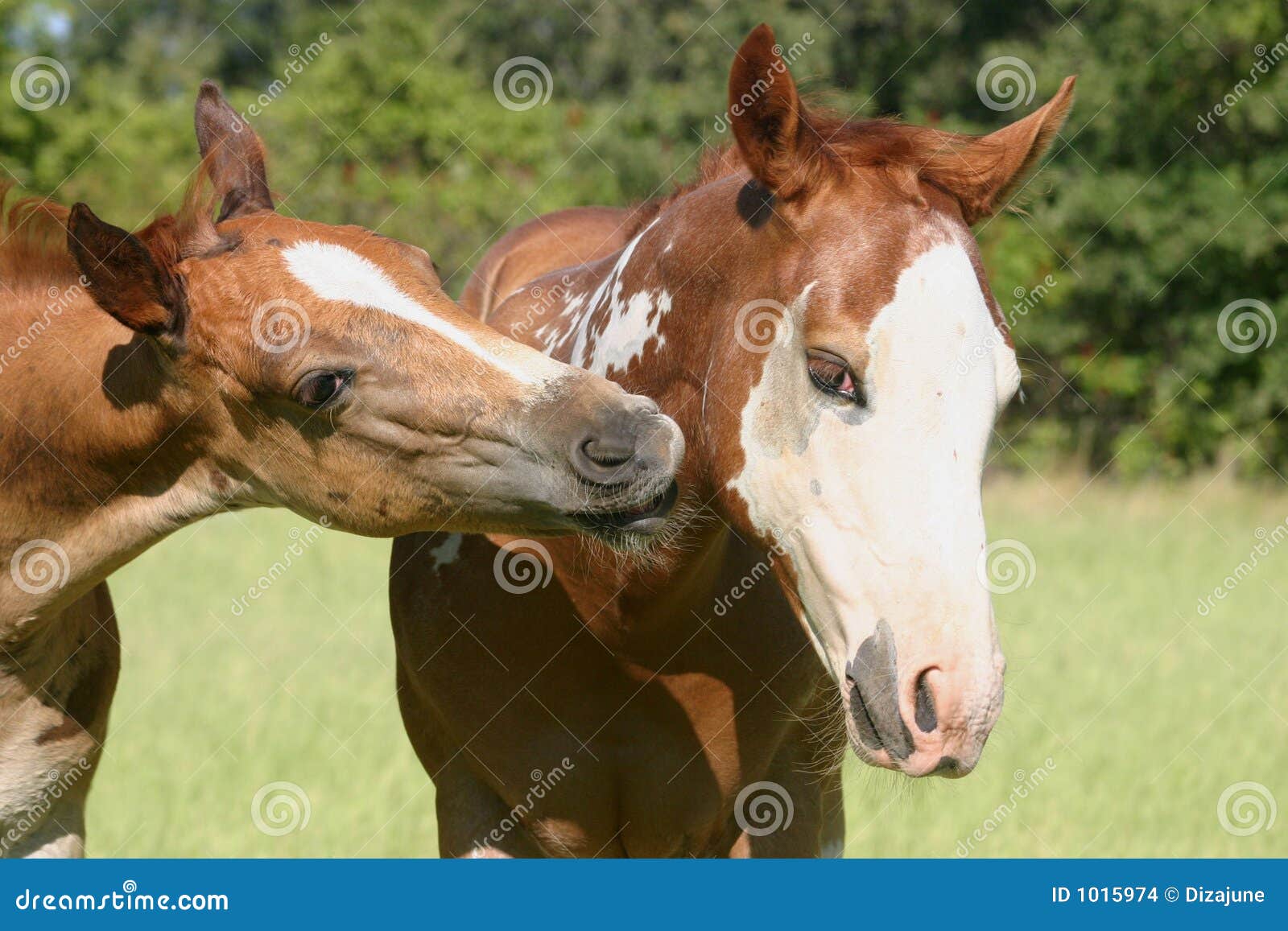 Playful Colts stock photo. Image of colts, ranch, reach - 1015974