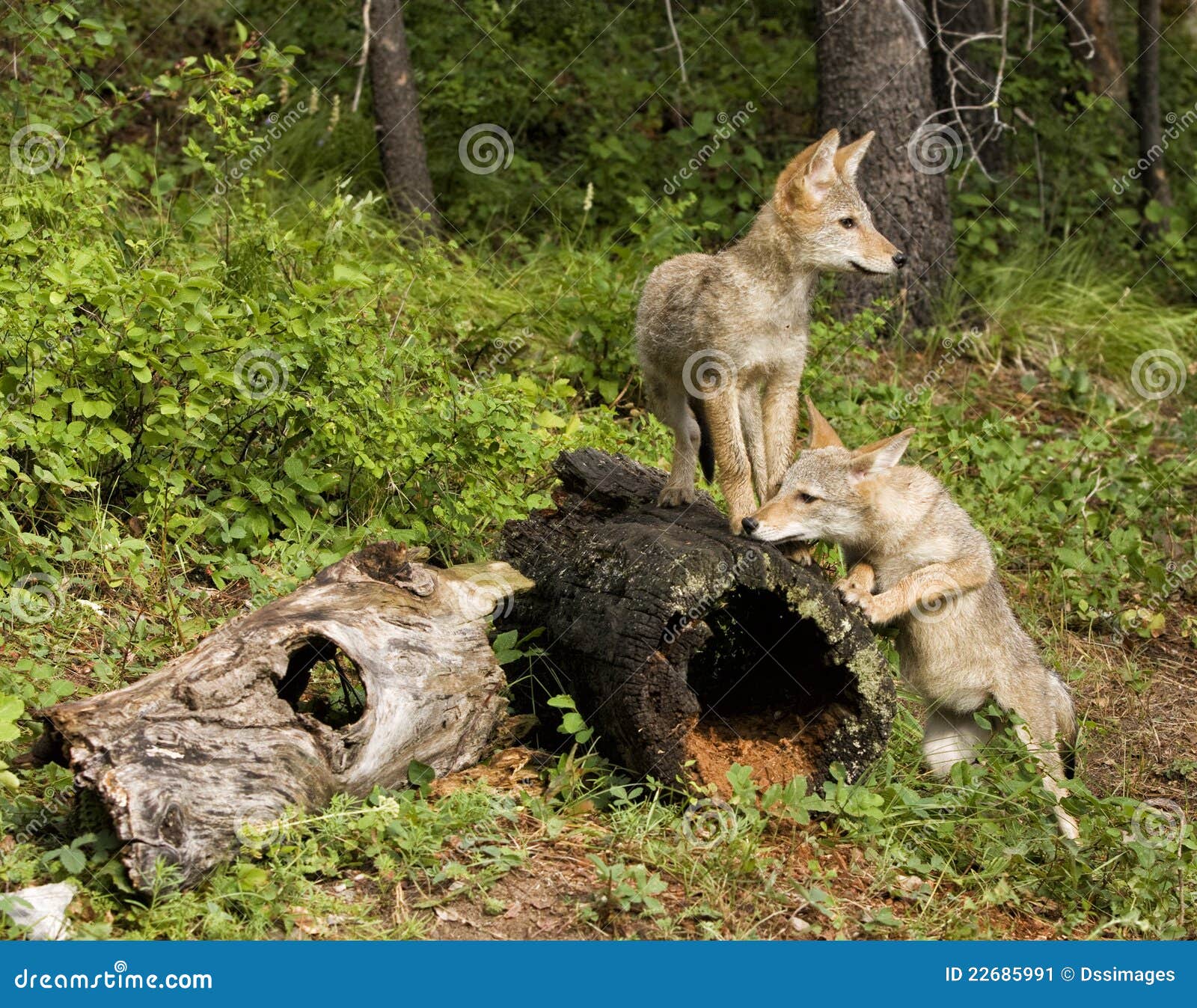 Playful Coyote Pups stock image. Image of mammal, natural - 22685991