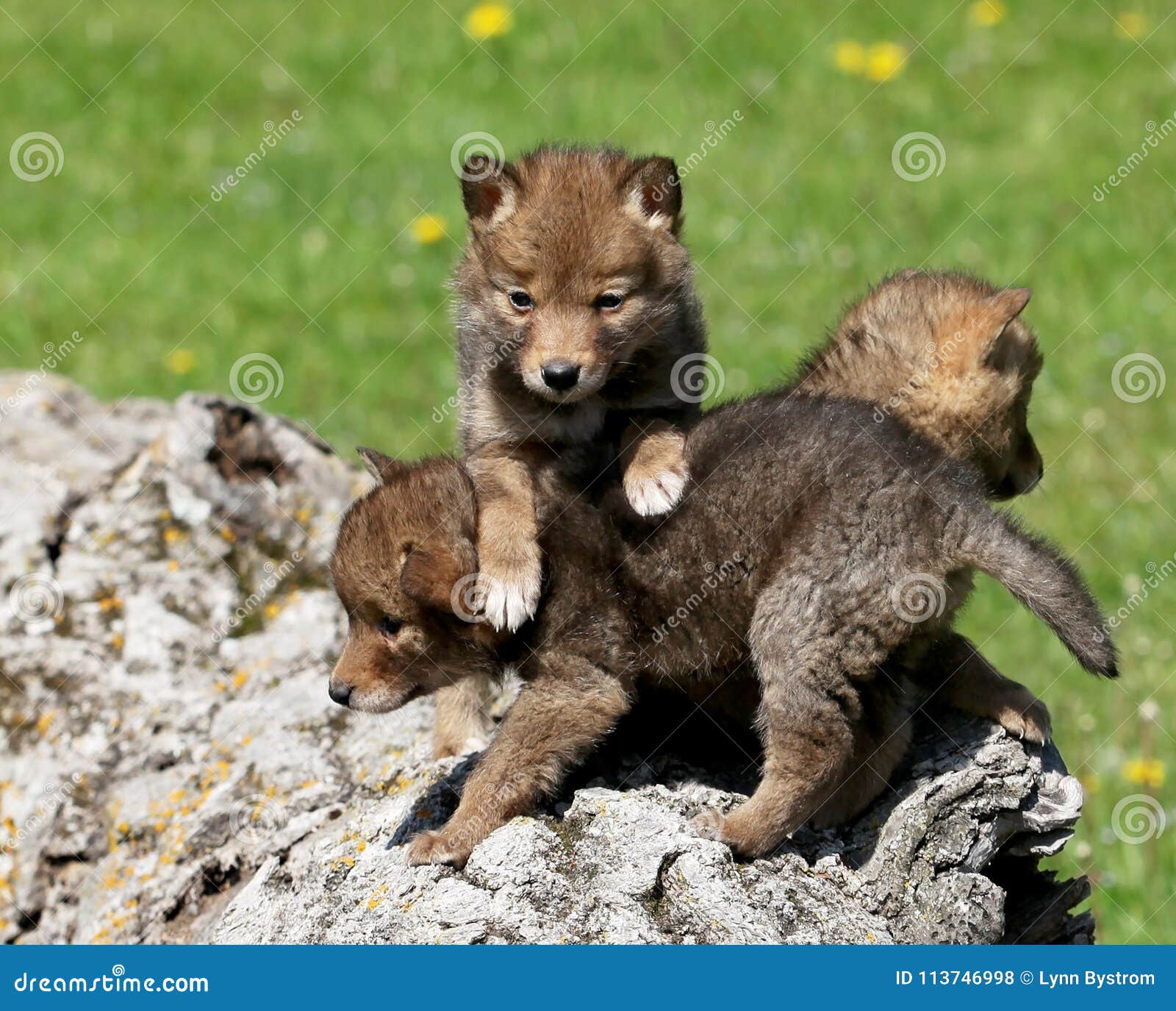 Playful coyote pups stock photo. Image of color, landscape - 113746998