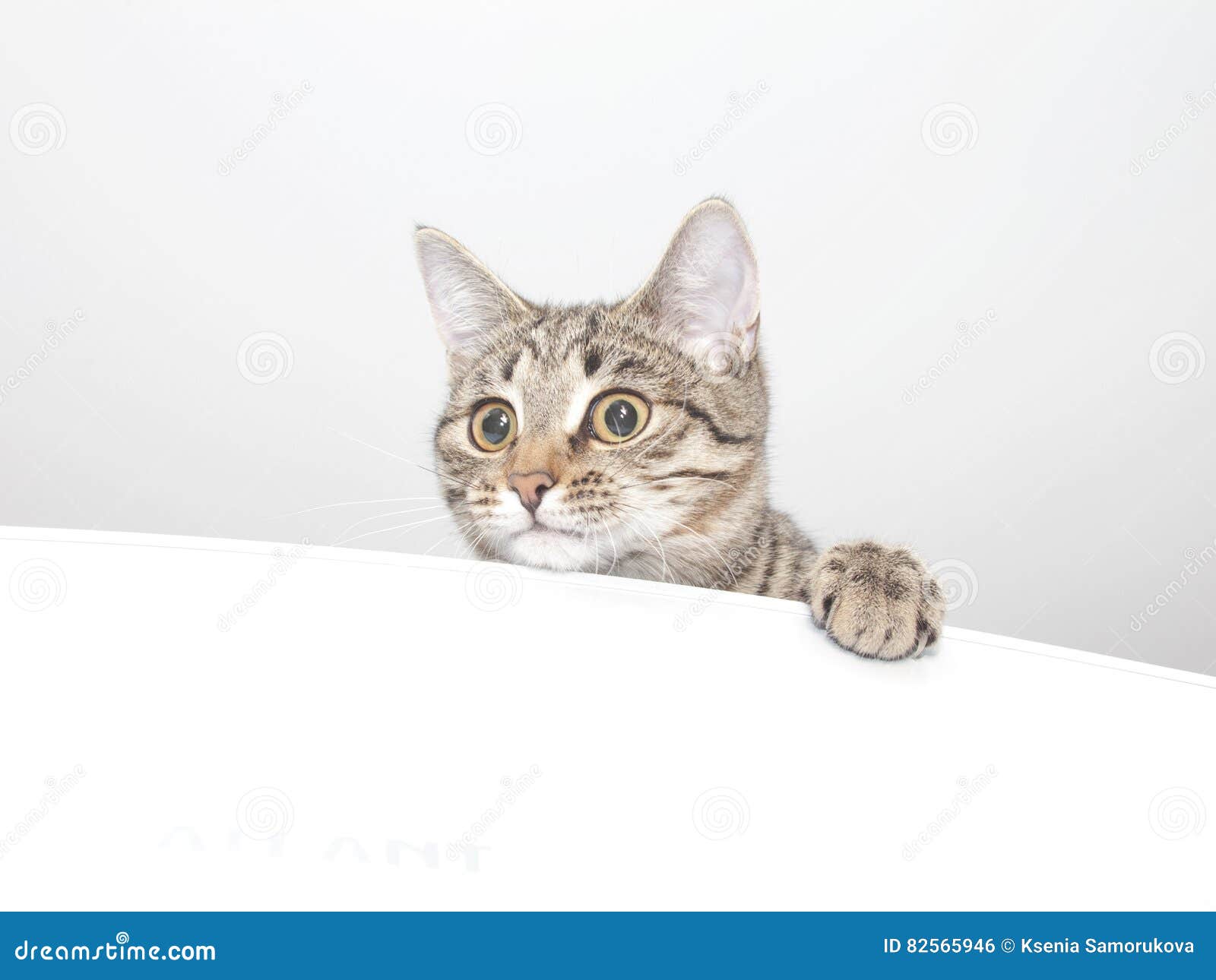 Playful curious cat face stock photo. Image of mammal - 82565946