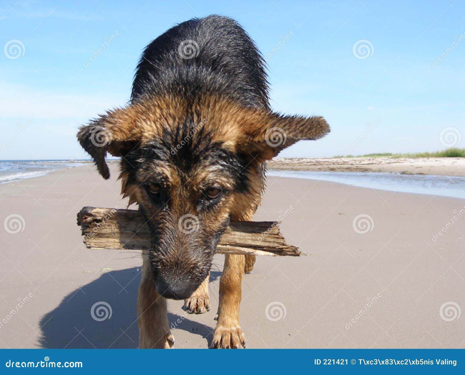 Playful dog stock image. Image of puppy, play, guide, road - 221421