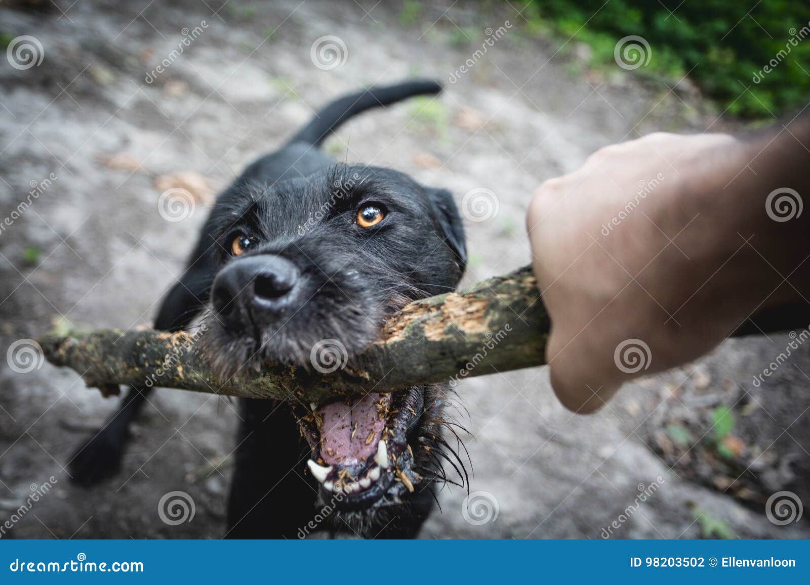 Playful dog stock photo. Image of biting, playful, excitement - 98203502