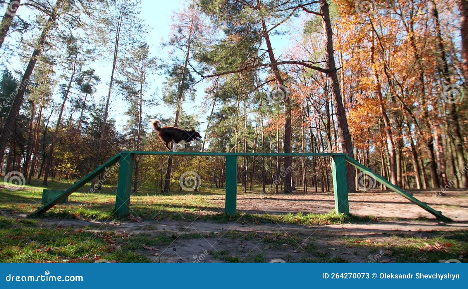 Playful Dog Developing Stamina, Strength and Intelligence while Running ...