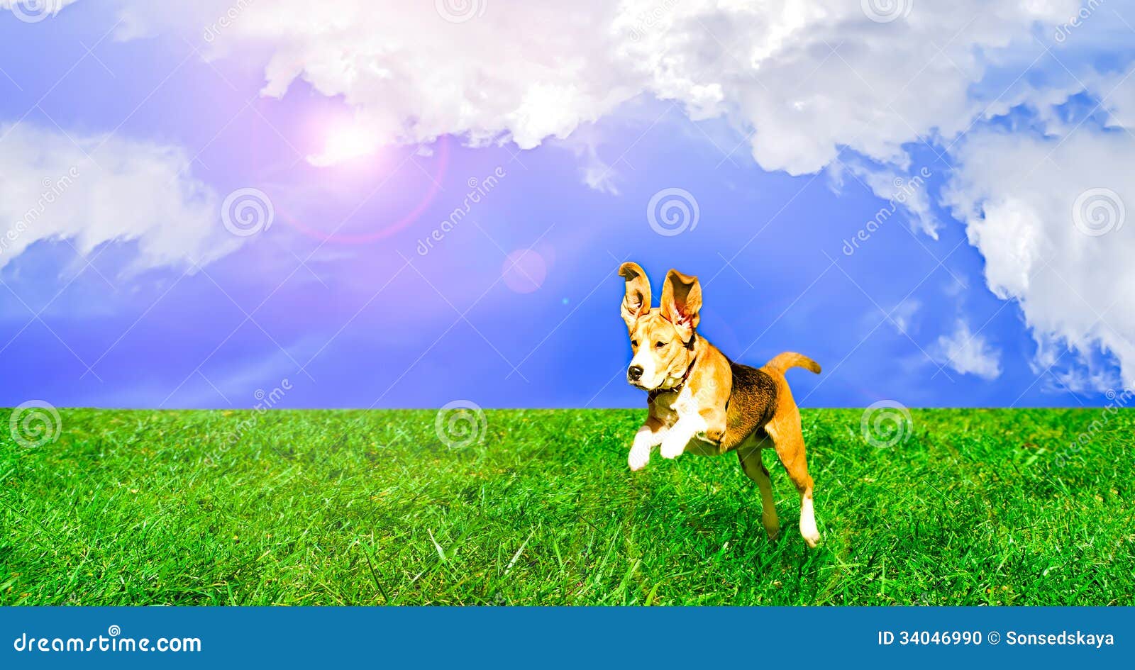 Playful dog jumping stock photo. Image of breed, happy - 34046990