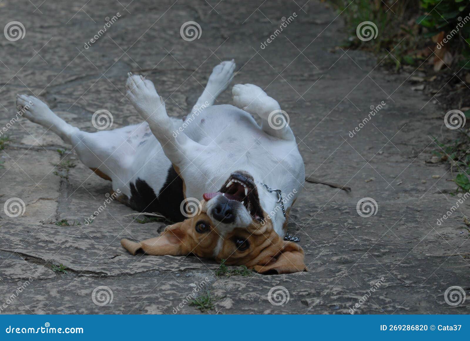 A playful dog stock photo. Image of beak, carnivore - 269286820