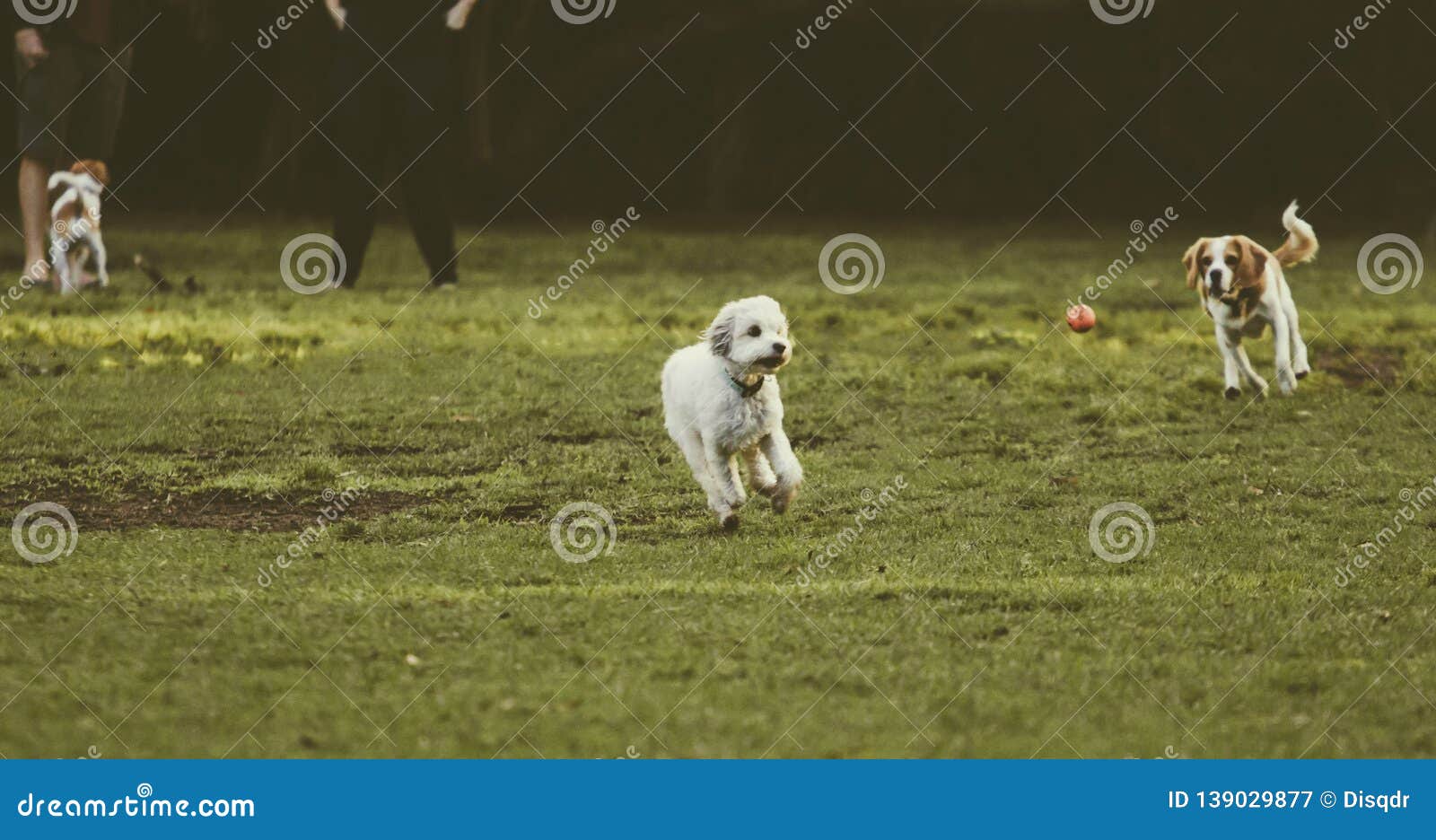 Two Playful Dogs Outdoors Royalty-Free Stock Photography ...