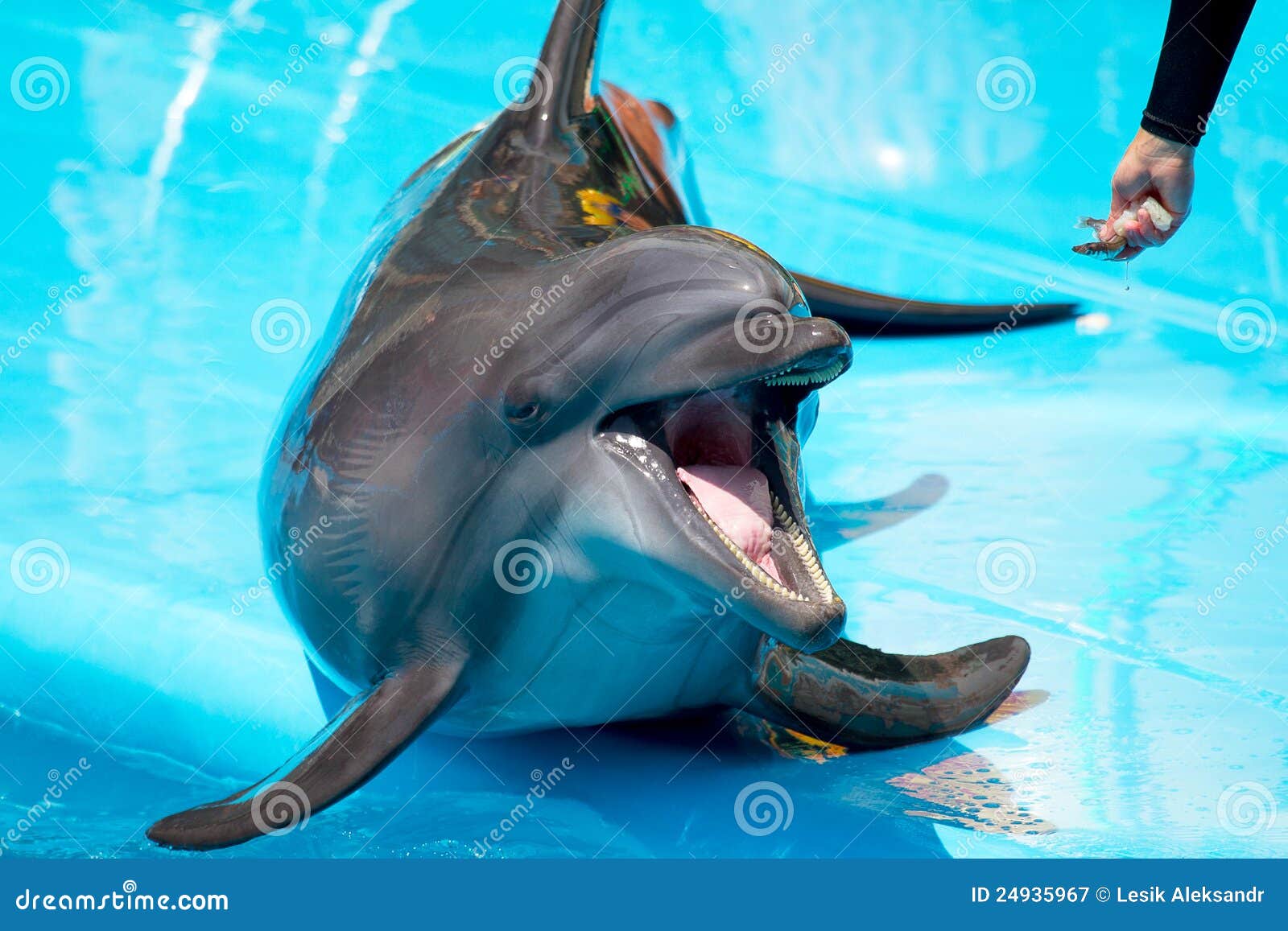 Playful Dolphin stock image. Image of perform, fish, nature - 24935967