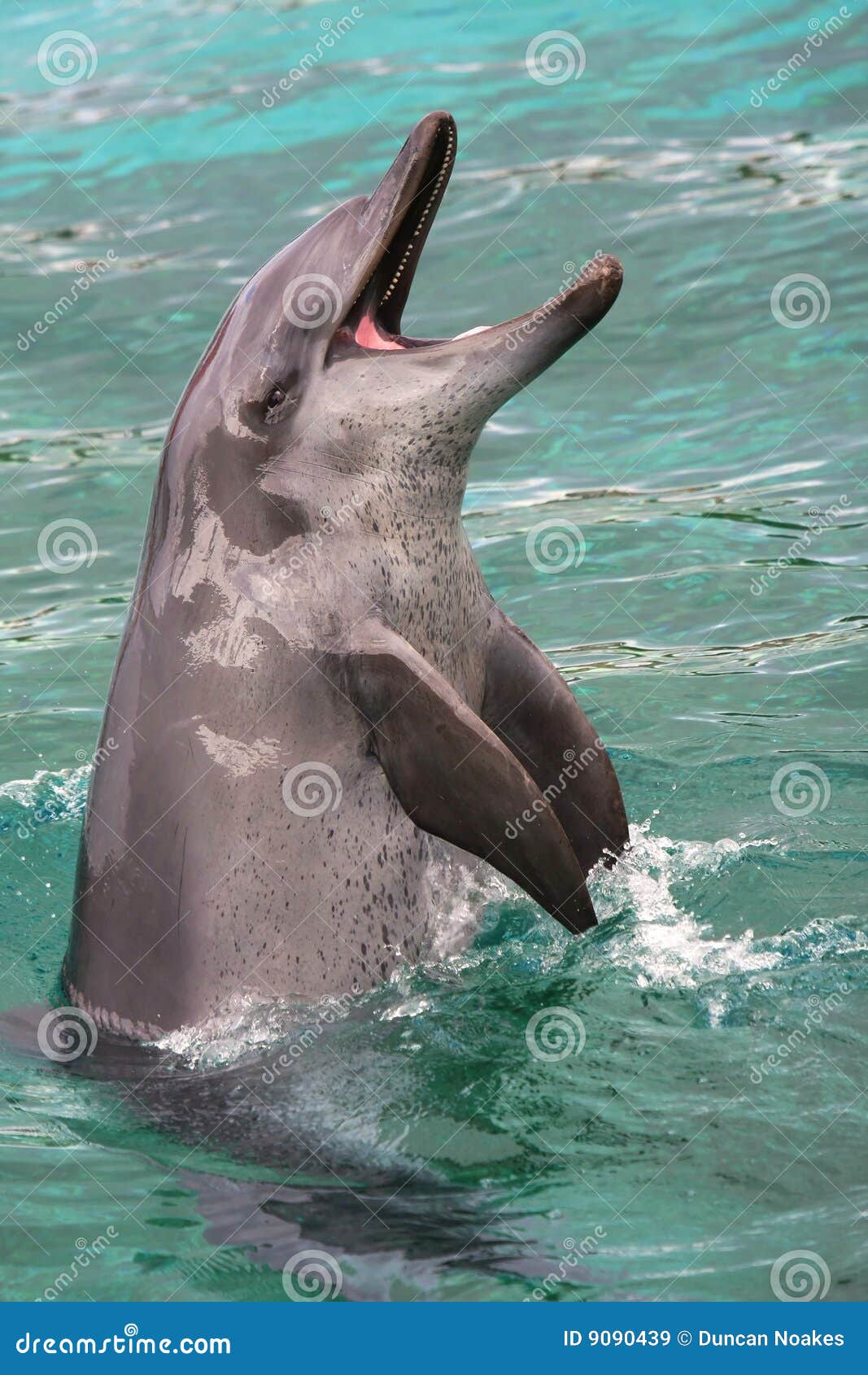 Playful Dolphin stock image. Image of outdoor, play, aquarium - 9090439