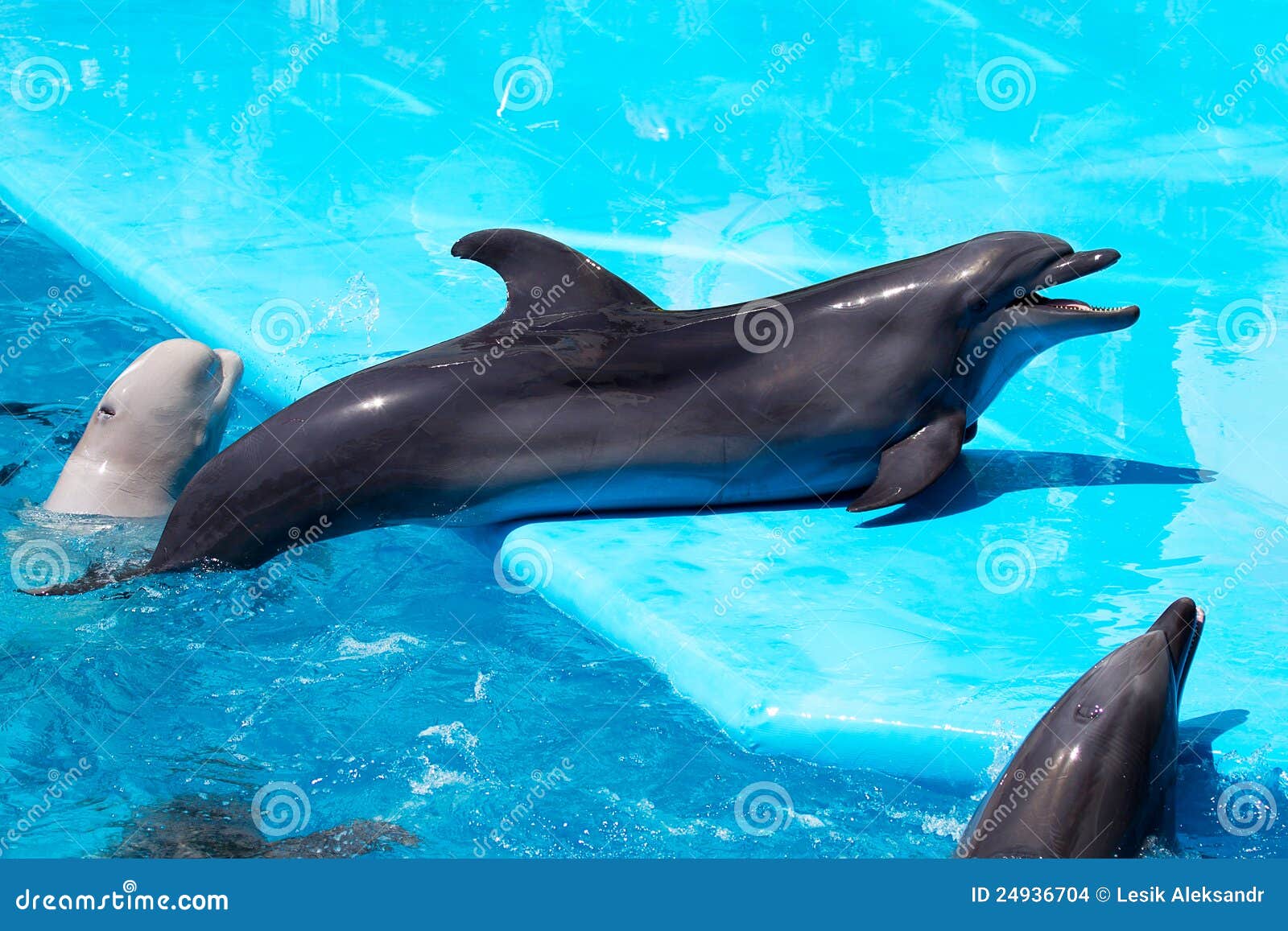 Playful Dolphin in the Pool Stock Photo - Image of creature, fauna ...
