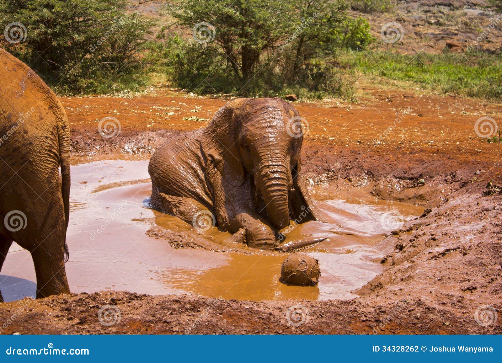Playful elephants stock photo. Image of elephant, muddy - 34328262