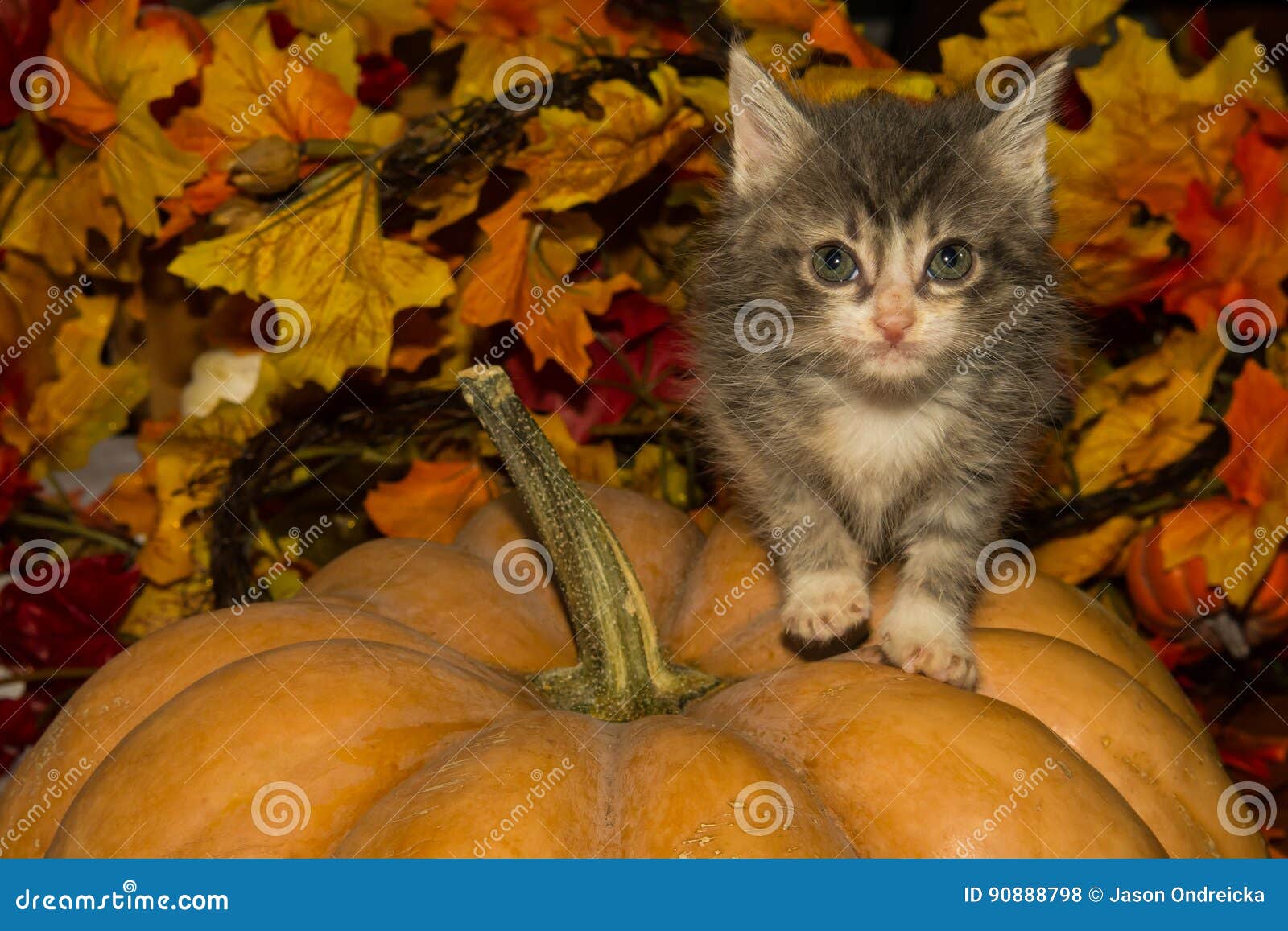 Playful Fall Kitten stock photo. Image of cautious, colorful - 90888798