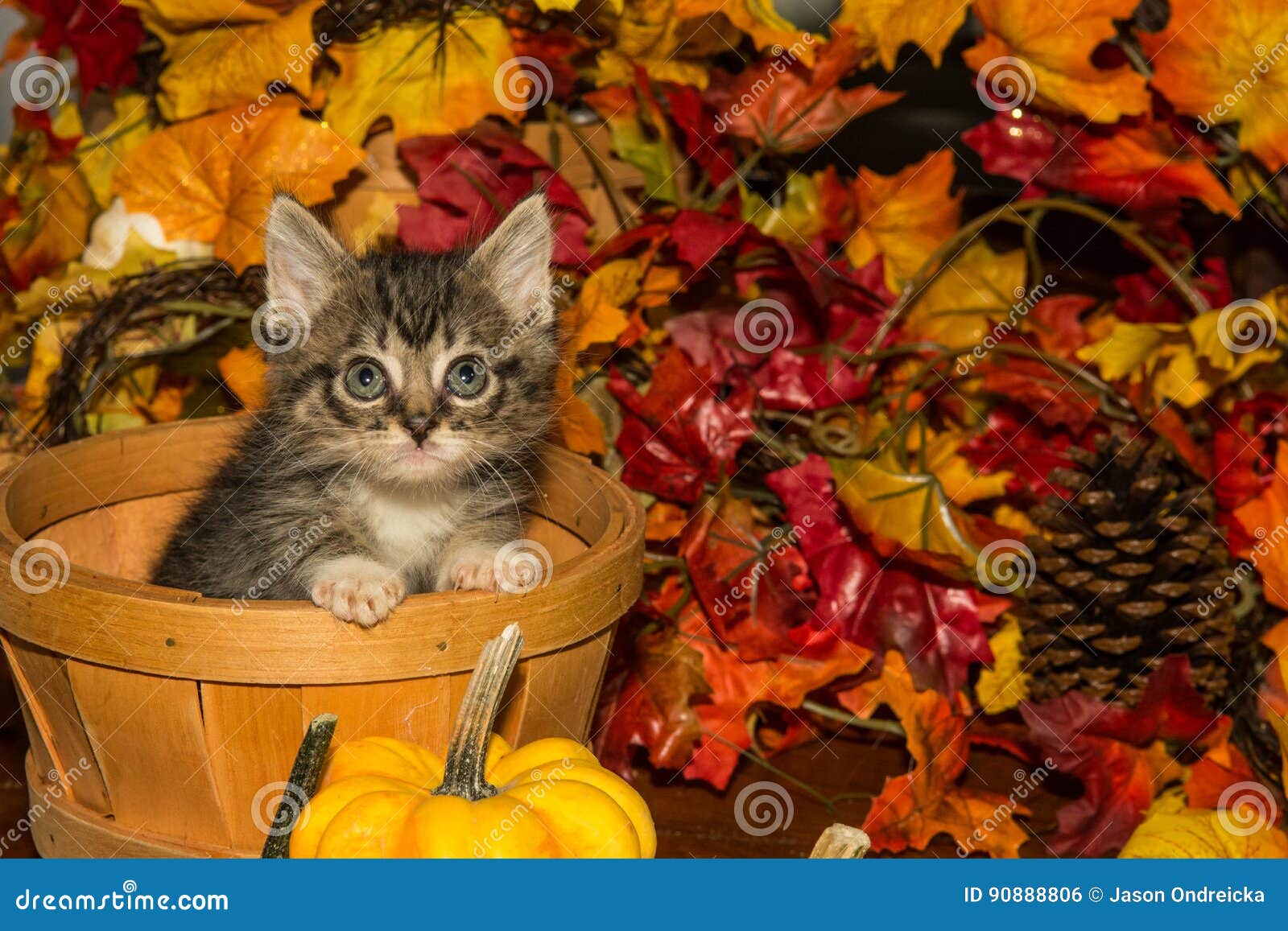 Playful Fall Kitten stock photo. Image of holidays, house - 90888806