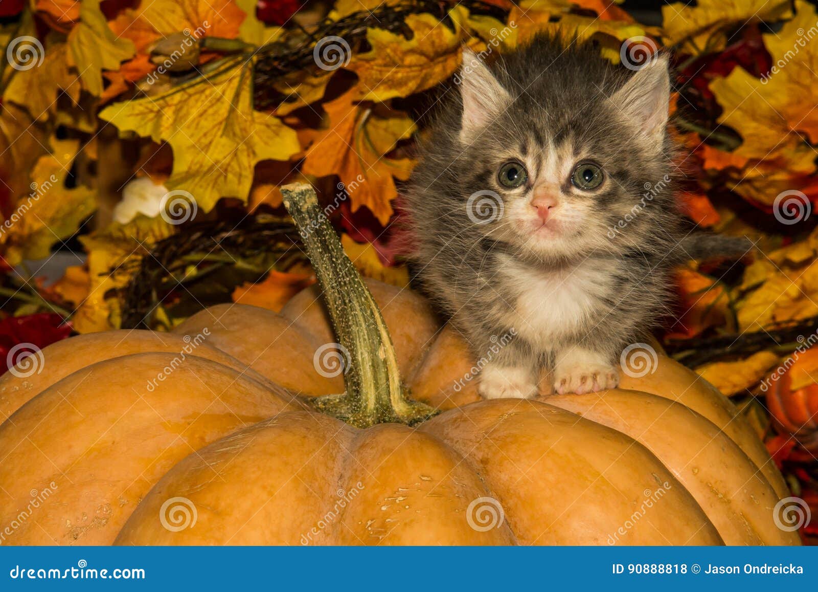 Playful Fall Kitten stock photo. Image of baby, cute - 90888818