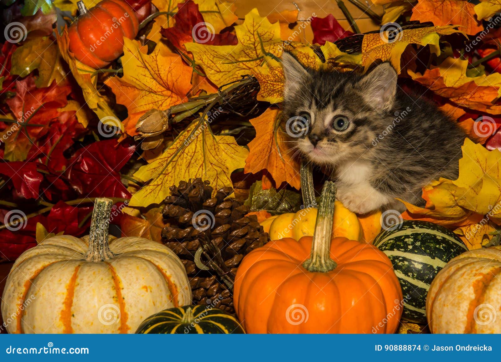 Playful Fall Kitten stock photo. Image of holidays, adorable - 90888874