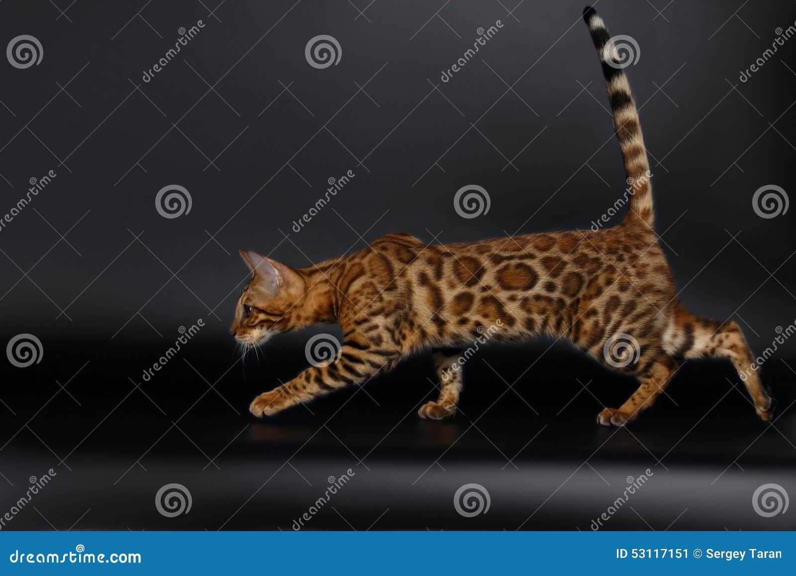 Playful Female Bengal Cat stock image. Image of lovable - 53117151