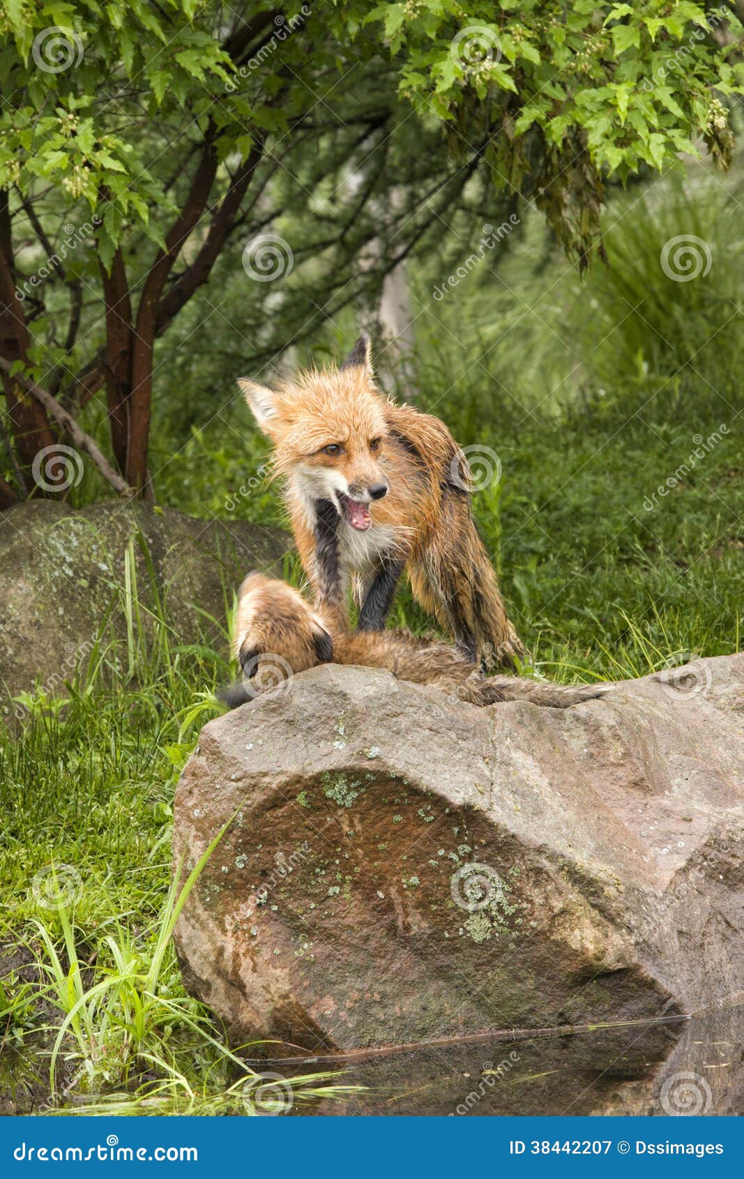 Playful Foxes Fighting stock image. Image of animal, carnivore - 38442207