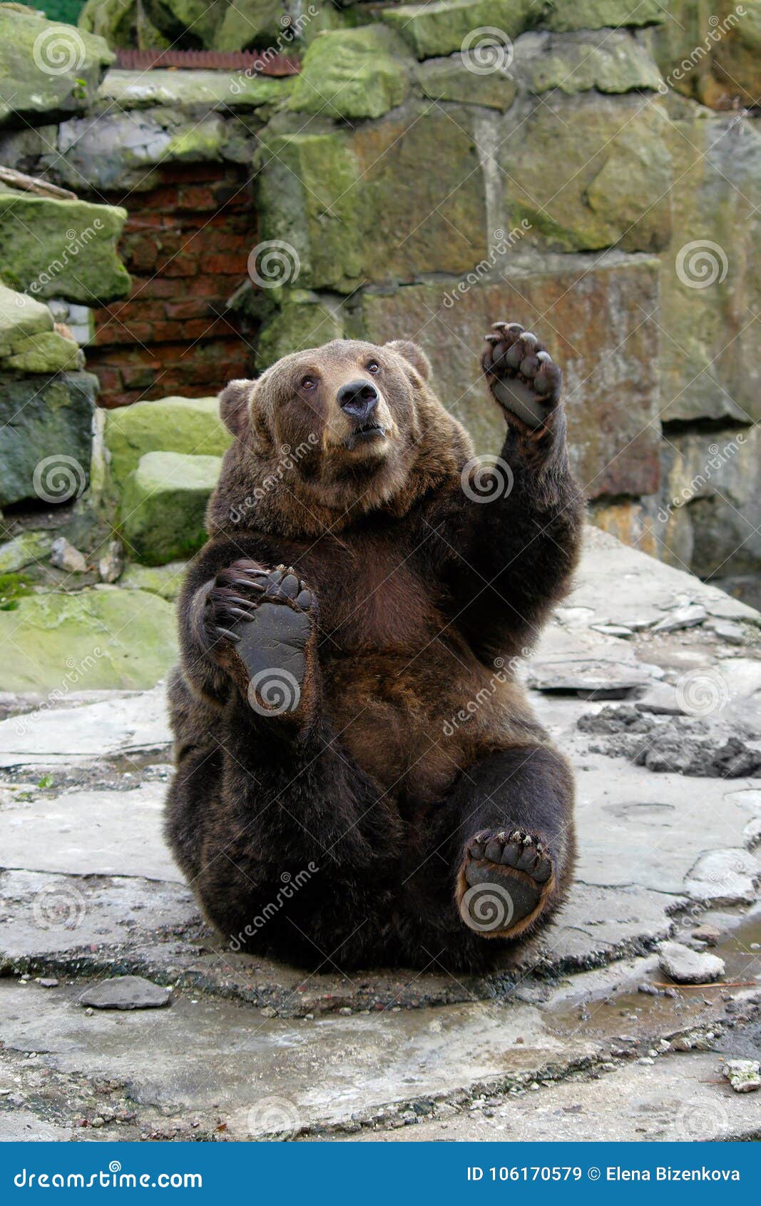 Funny bear waving a paw stock image. Image of carnivorous - 106170579