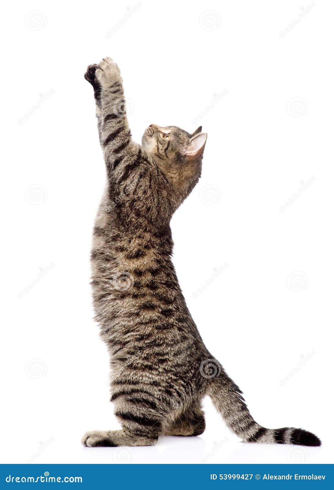 Playful Funny Kitten Isolated on White Background Stock Image - Image ...