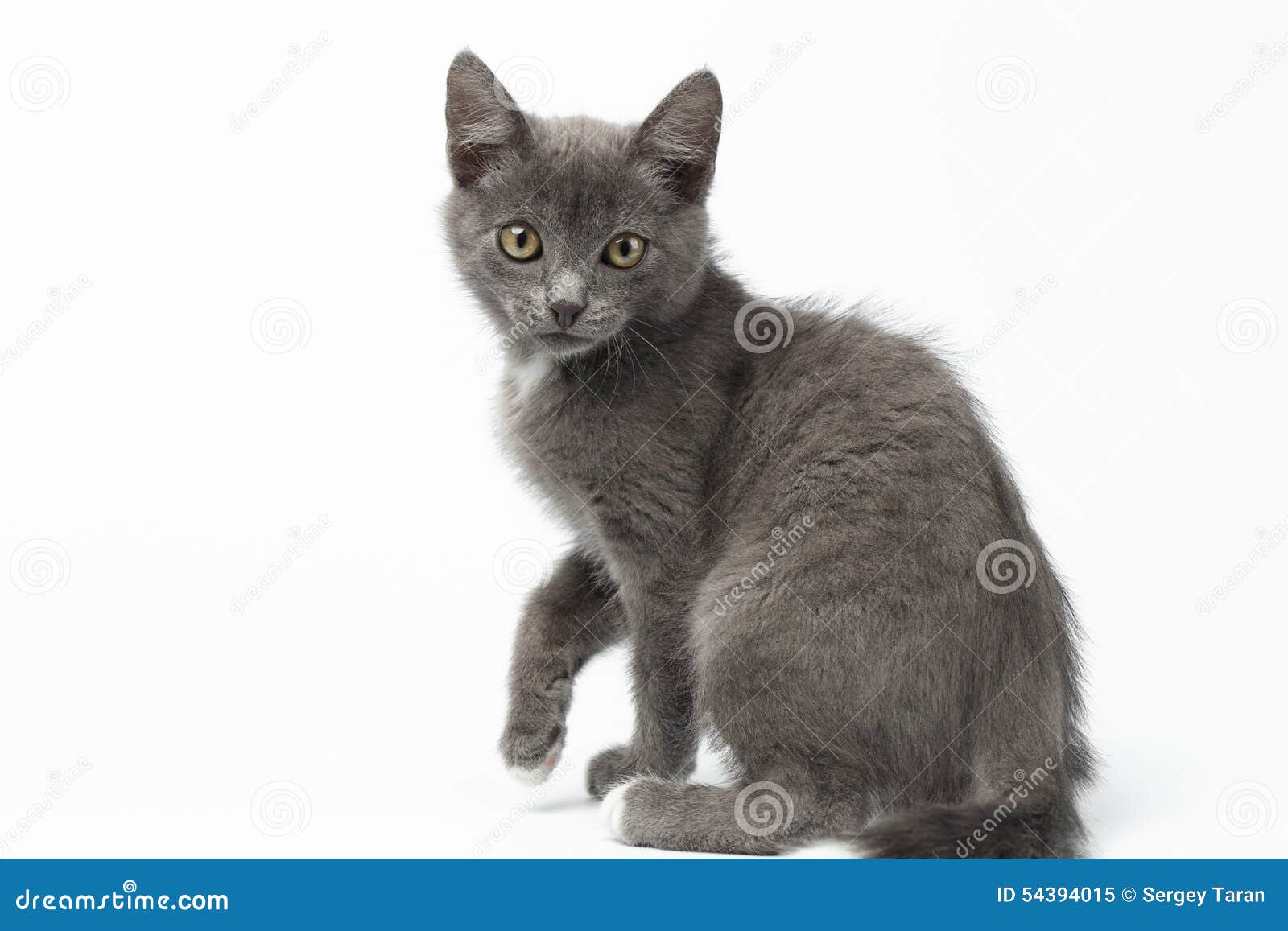 Playful Gray Kitty on White Background Stock Image - Image of ...