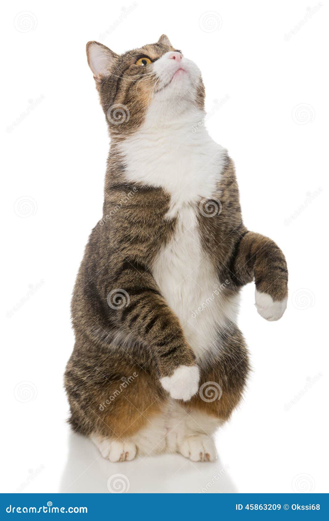 Playful grey cat stock image. Image of kitten, white - 45863209