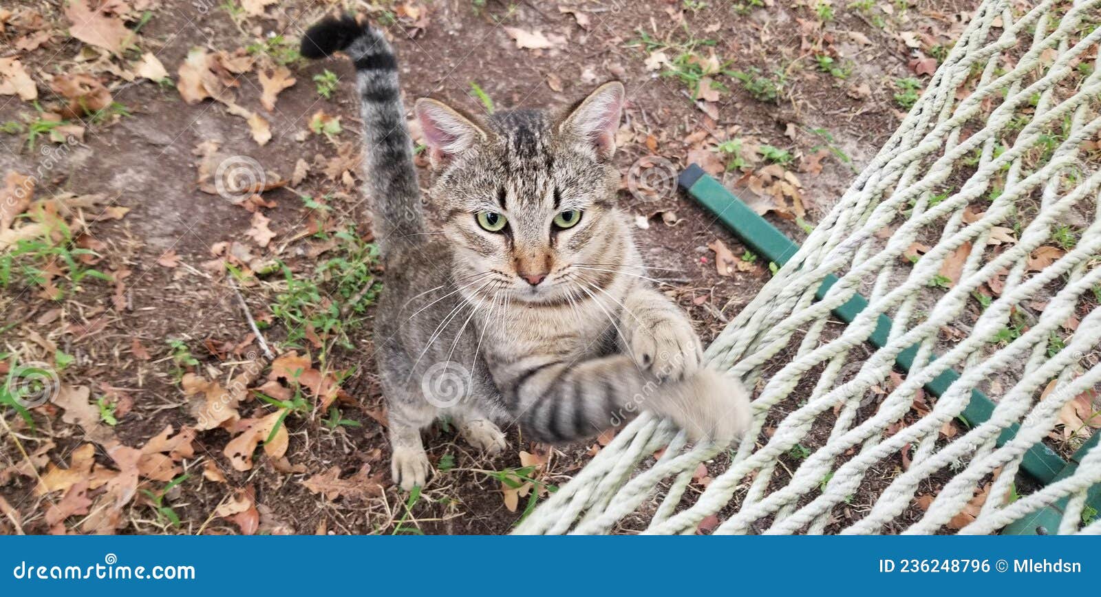 Playful Grey Male Tabby Cat Stock Photo - Image of whiskers, carnivore ...
