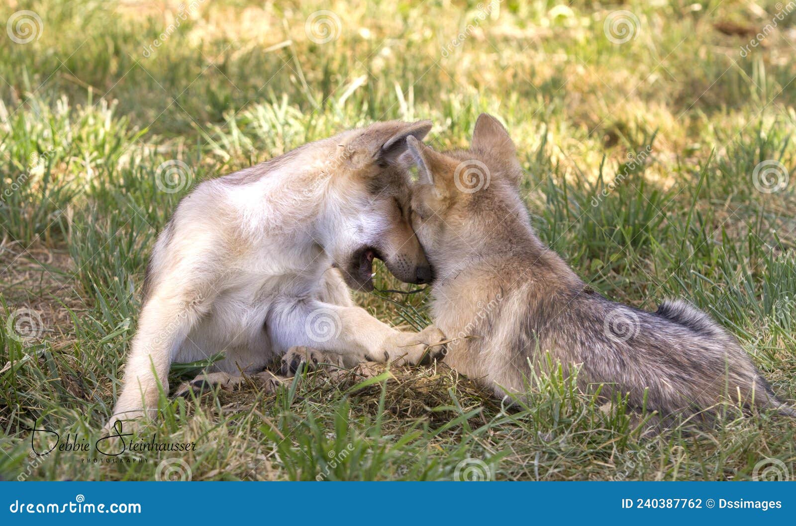Playful Grey Wolf Puppies stock photo. Image of face - 240387762