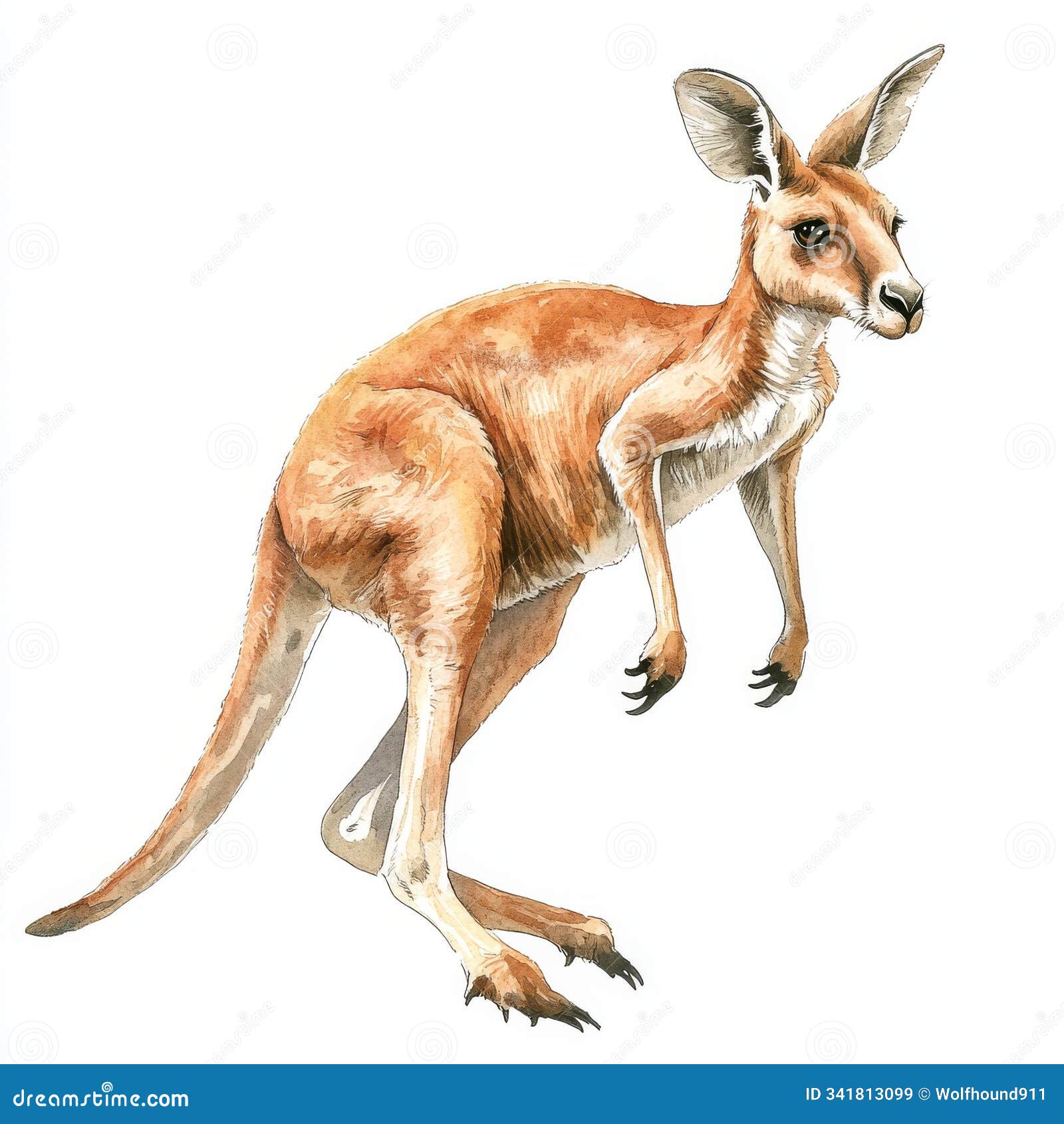 A Playful Kangaroo Bounding Forward, with Its Strong Legs and Unique ...